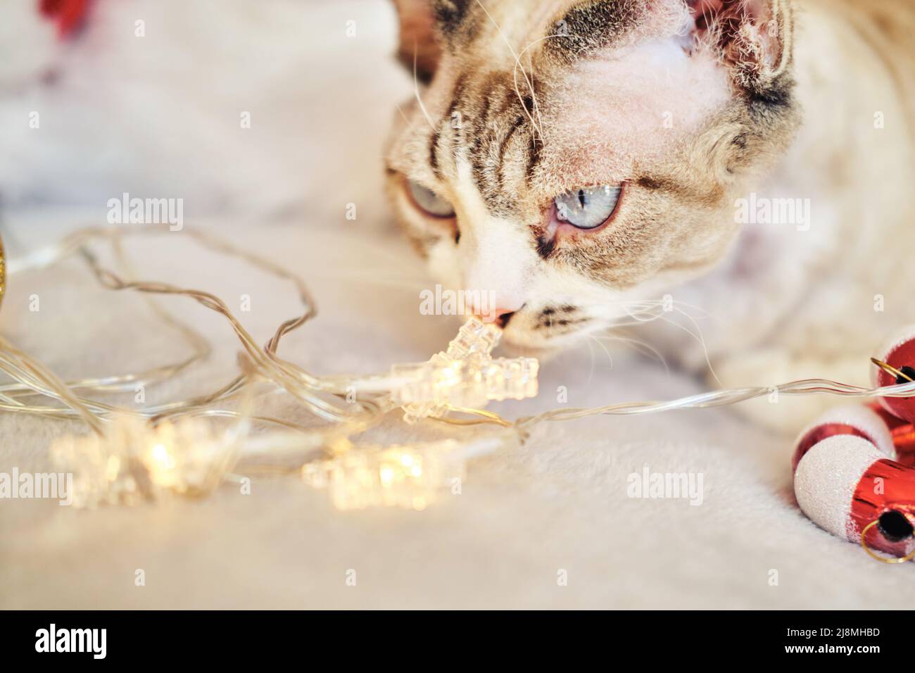 Sphynx Devon Rex cat close-up. Portrait of a pet Stock Photo - Alamy