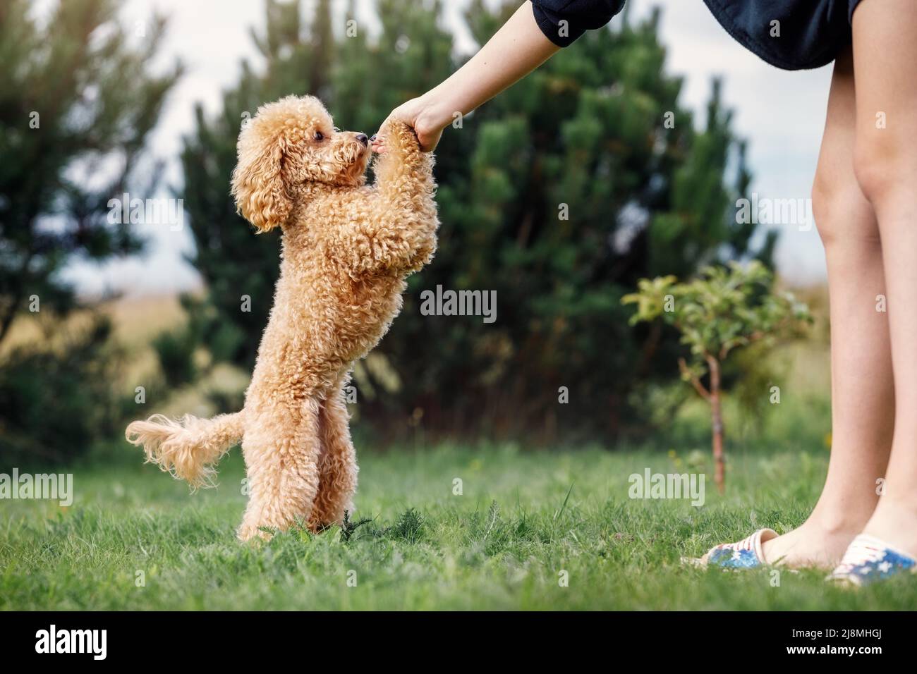 A girl is training her poodle on a green lawn. The puppy stands on two ...