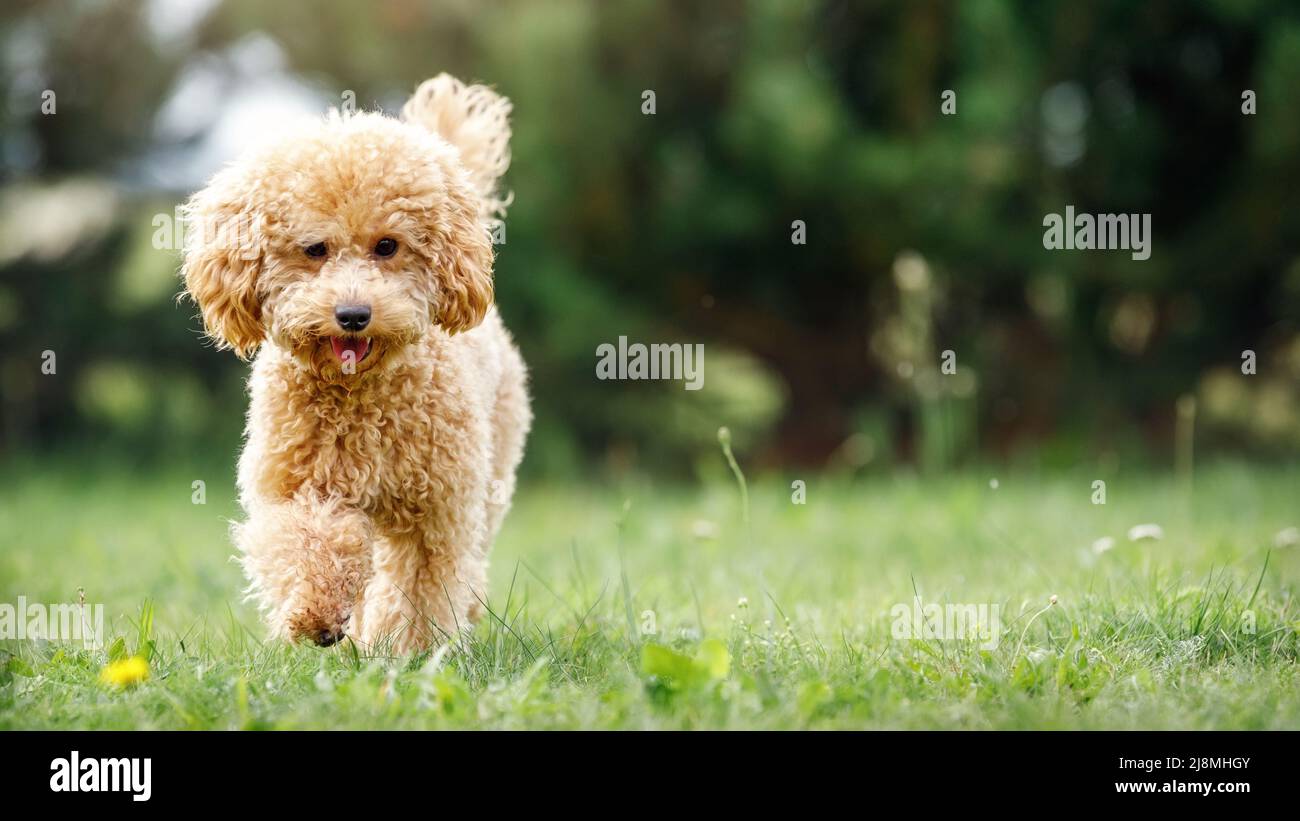 Cute puppy running playfully on green lawn in the park. Happy poodle ...