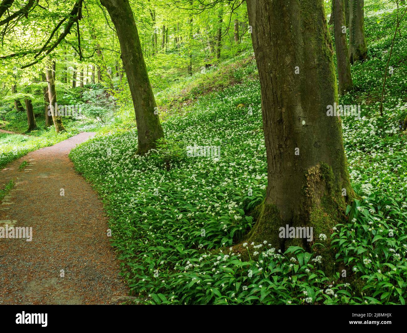 Wild garlic in bloom along a path in Strid Wood near Bolton Abbey North ...