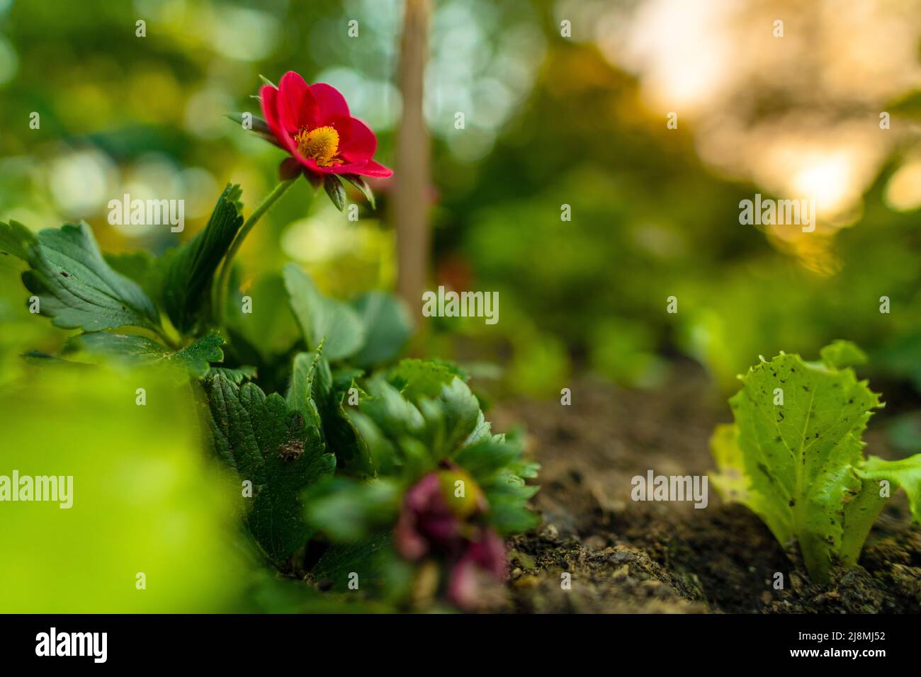 Strawberry plant in blooming closeup hi-res stock photography and ...