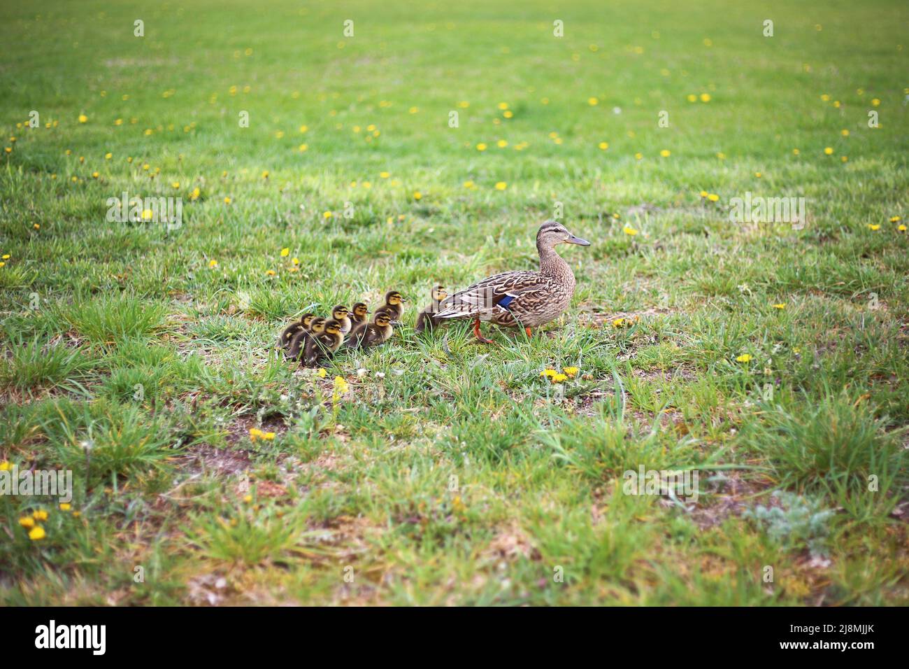 Mother duck with her little ducklings walks through a green field ...