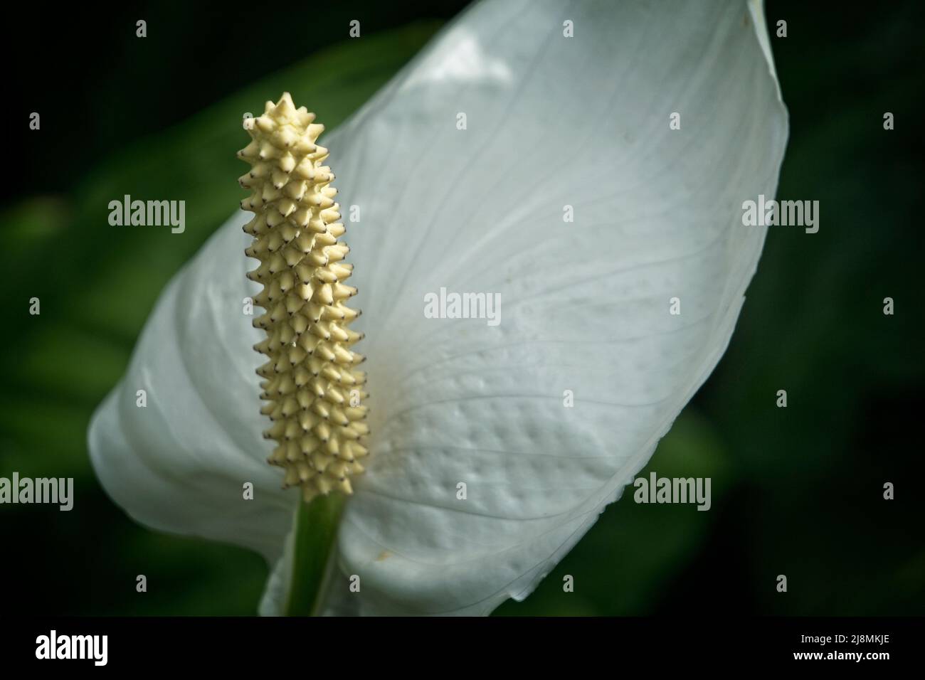 Laceleaf anthurium hi-res stock photography and images - Alamy