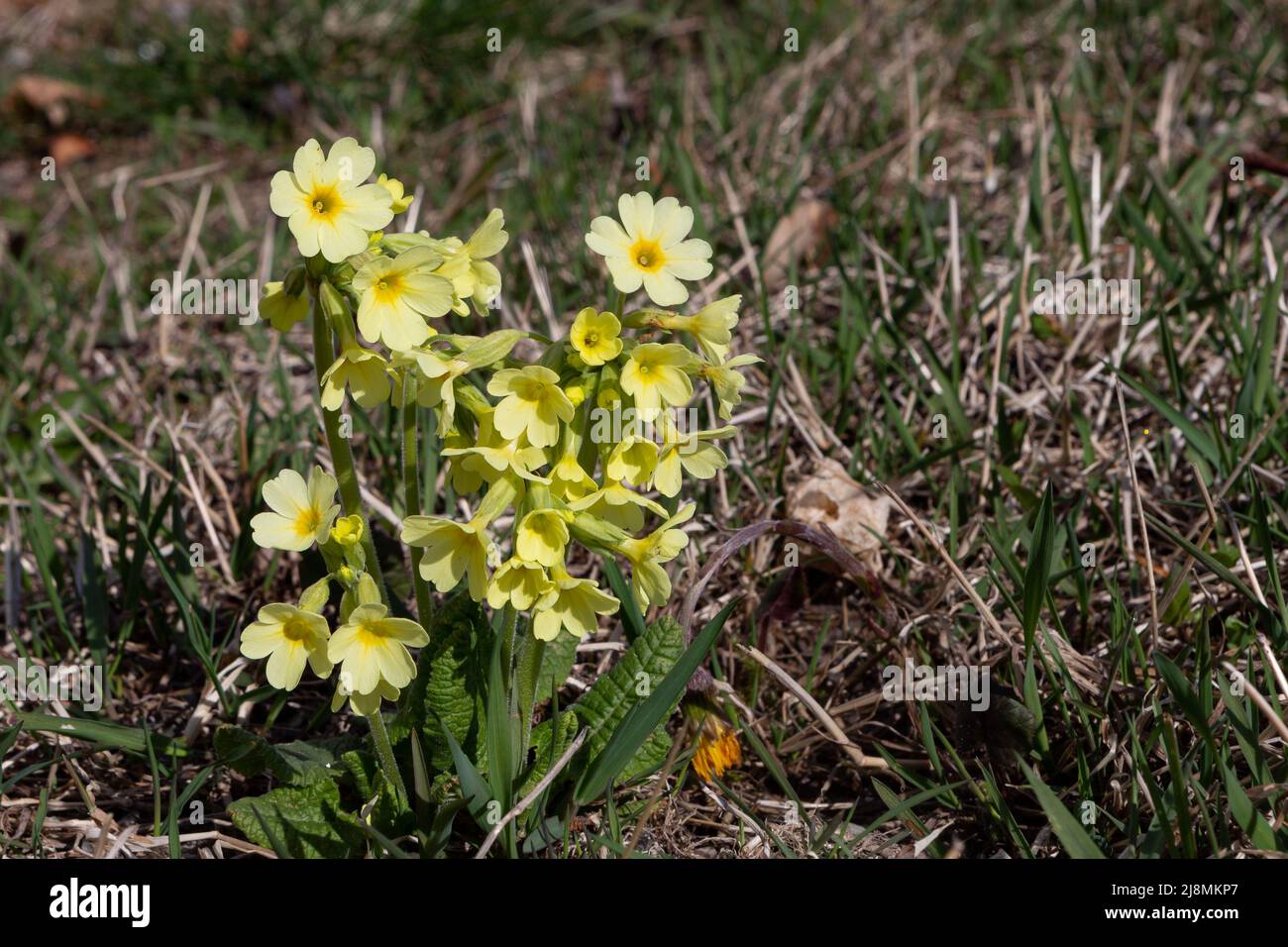 Common primrose, primula vulgaris. One of the first plants to flower in ...