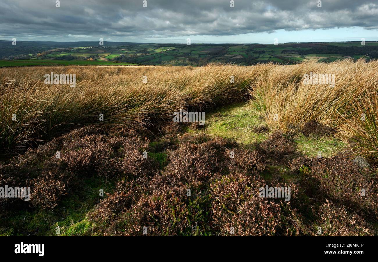 North Yorkmoor Moors with heather in bloom and flanked by cotton ...