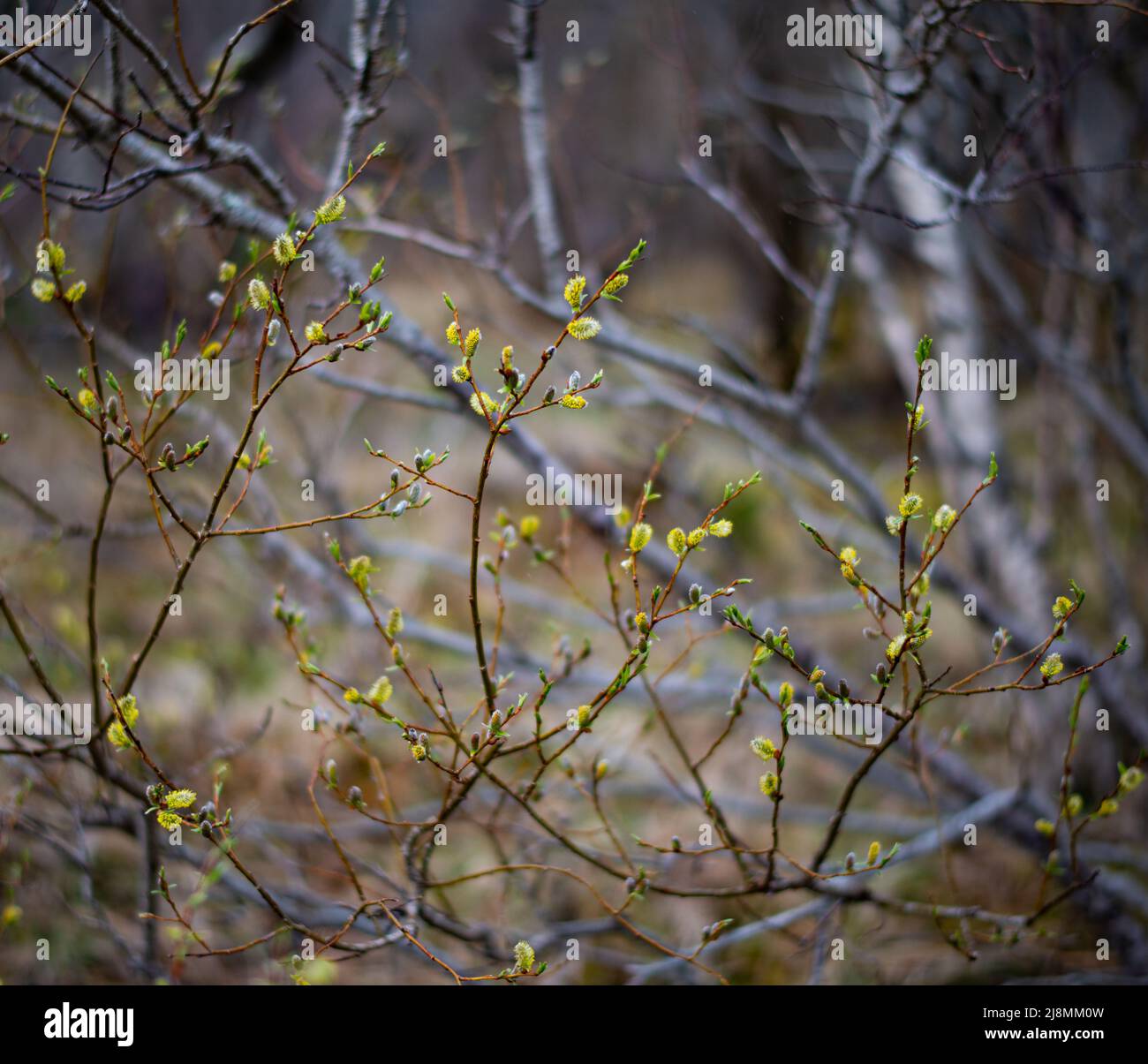 A blooming salix caprea. A branch with numerous bright yellow catkins ...