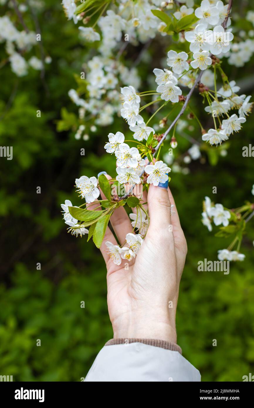 female hand holding a tree branch with flowers. High quality photo ...
