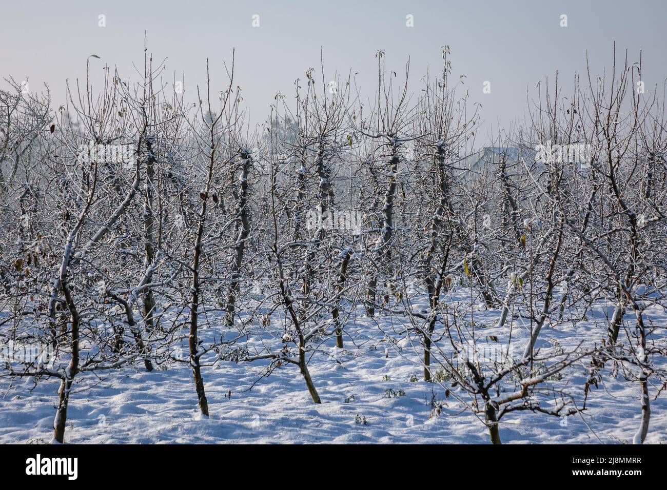 Apple orchard in Rogow village in Brzeziny County, Lodzkie Voivodeship ...