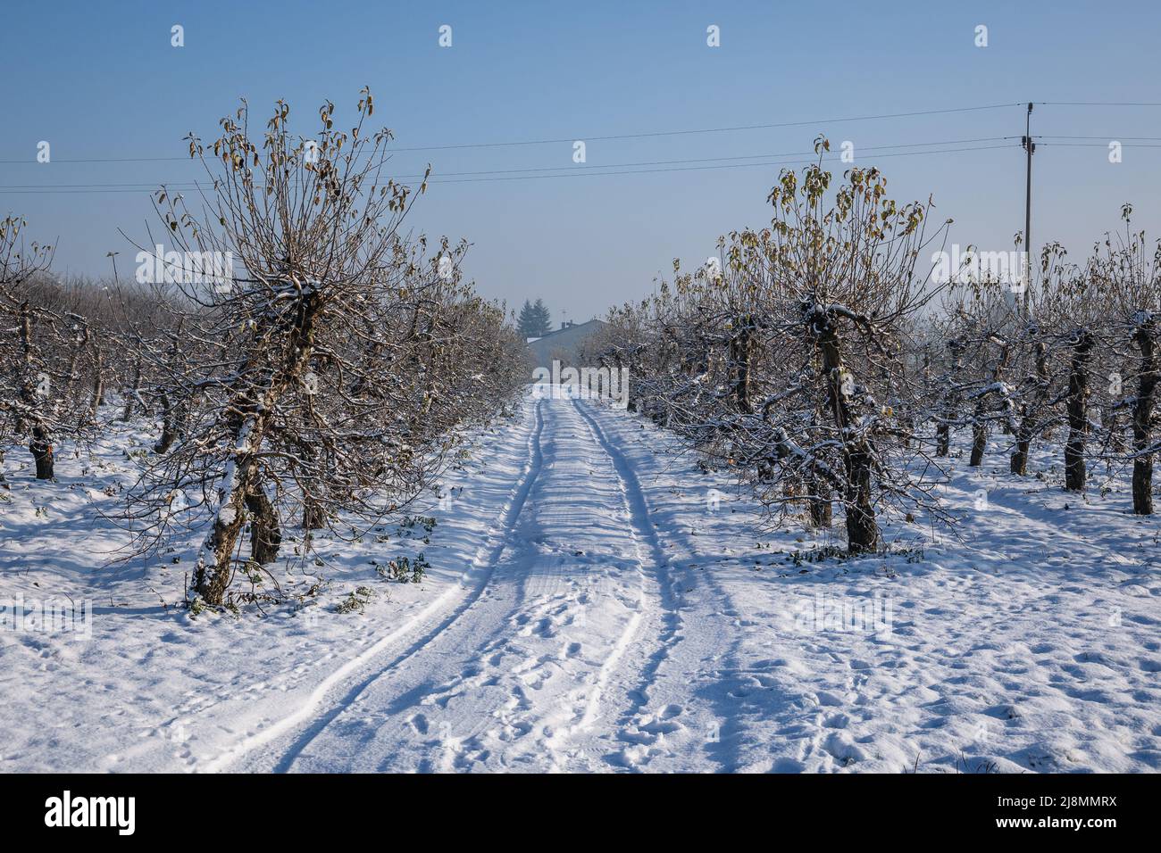 Road in apple orchard in Rogow village in Brzeziny County, Lodzkie ...