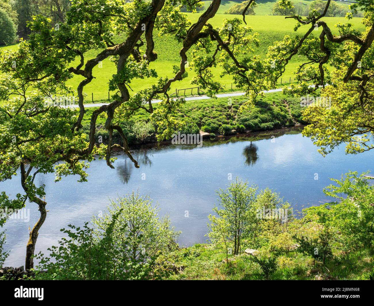 Spring foliage on trees hi-res stock photography and images - Alamy