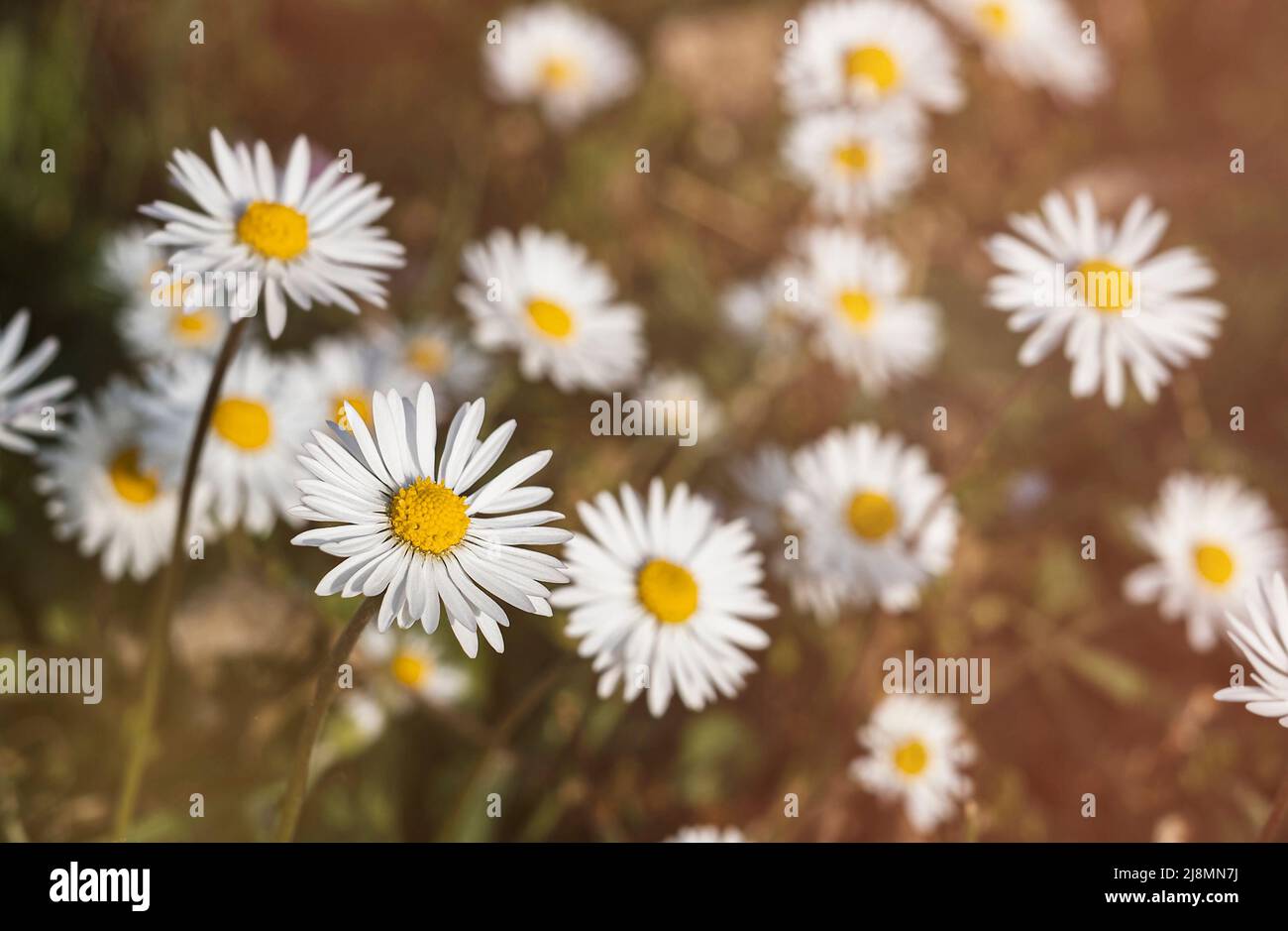 Large bouquet daisies in hi-res stock photography and images - Alamy
