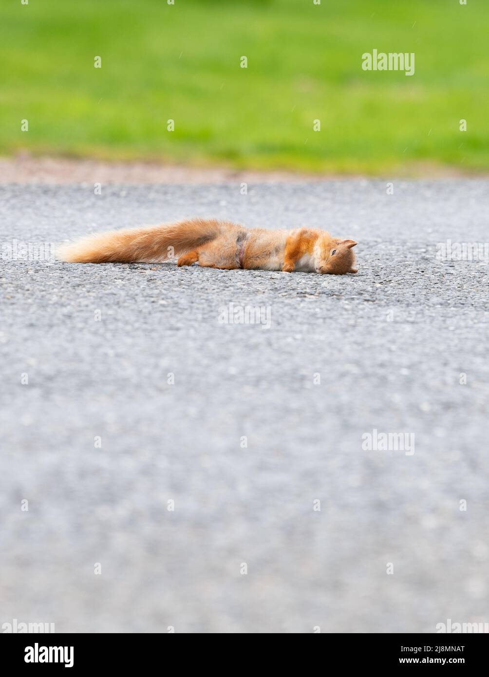 Red Squirrel dead on road - killed by passing car - Scotland, UK Stock ...