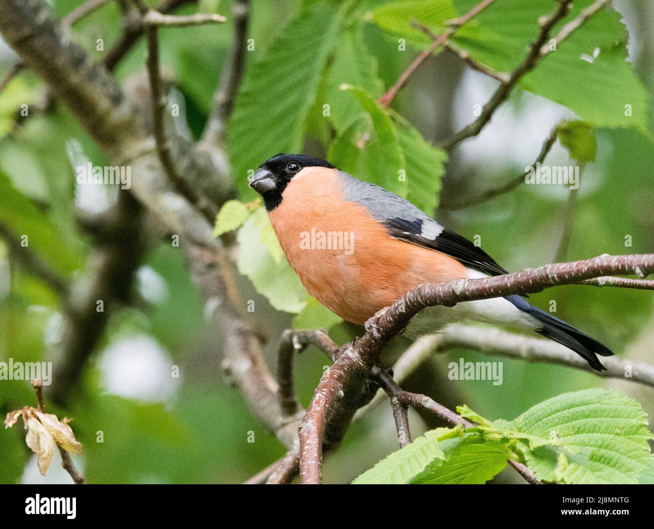 Bullfinch (Pyrrhula pyrrhula Stock Photo - Alamy