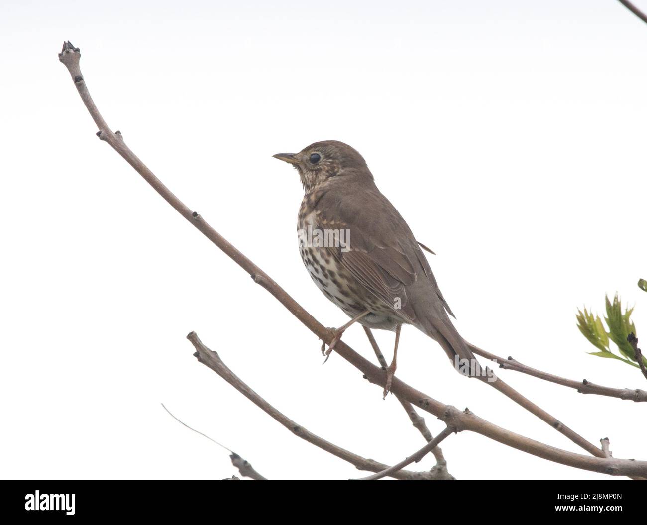 Thrush species hi-res stock photography and images - Alamy