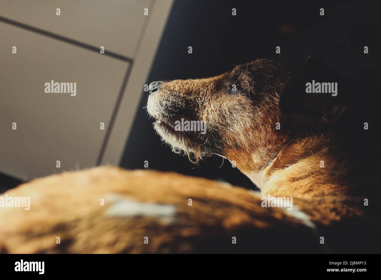 Fluffy dog watching the sun Stock Photo - Alamy