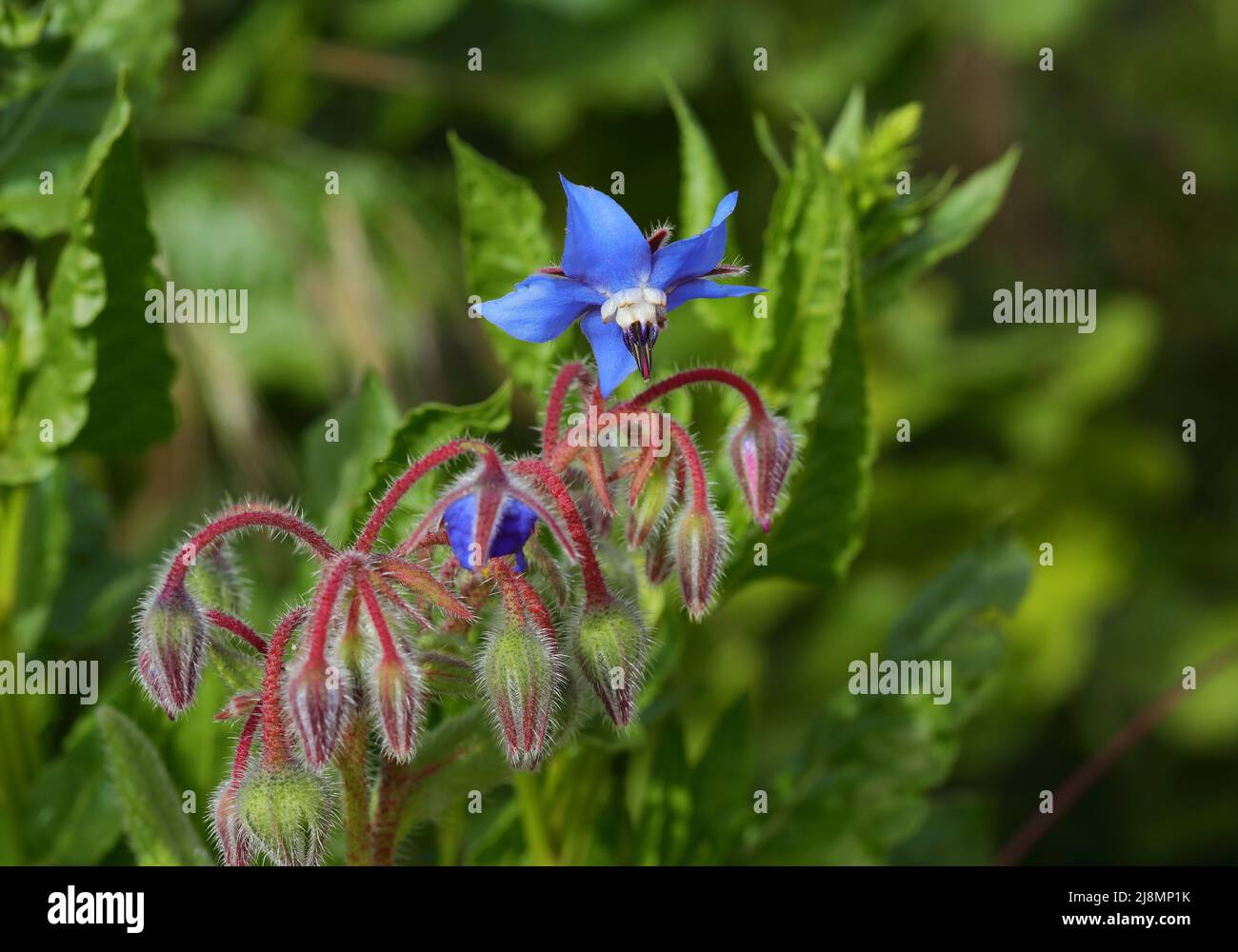 Borage plant flowering and buds in nature. Borago officinalis. Sintra ...