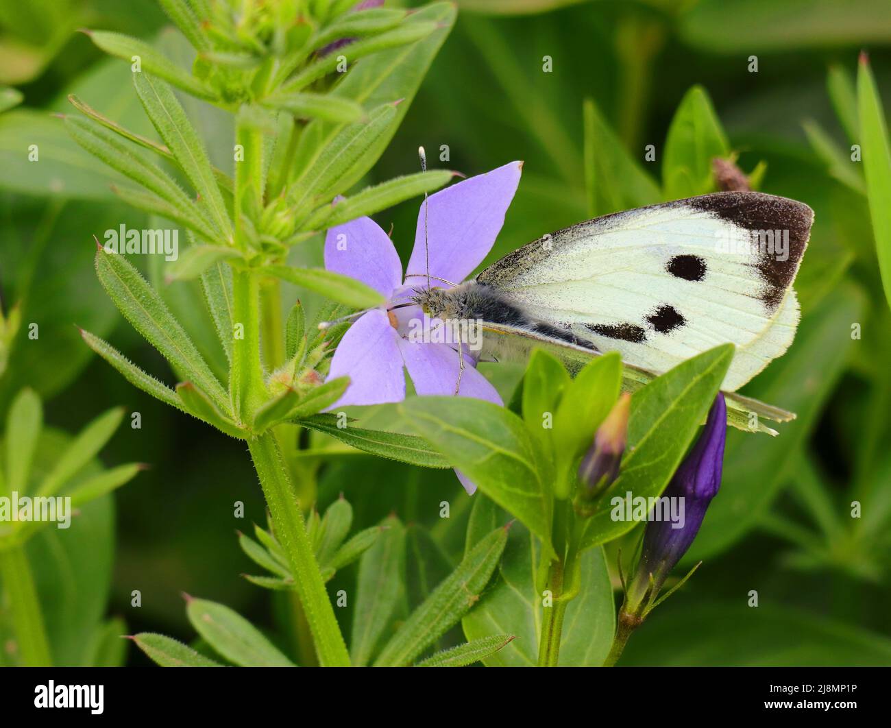Vinca menor hi-res stock photography and images - Alamy