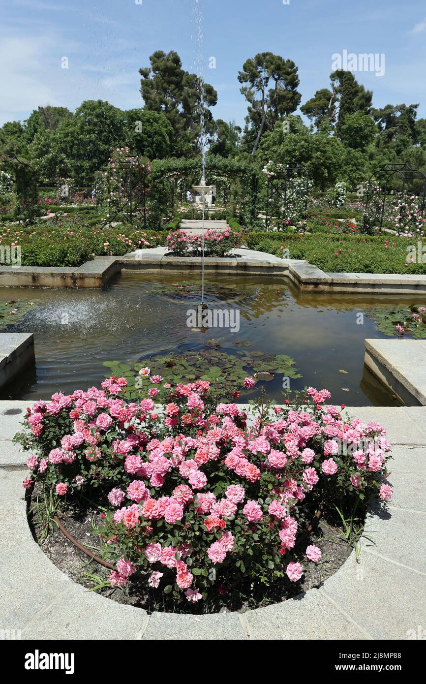 Rose Garden at Parque del buen Retiro (Retiro Park), Madrid, Spain ...