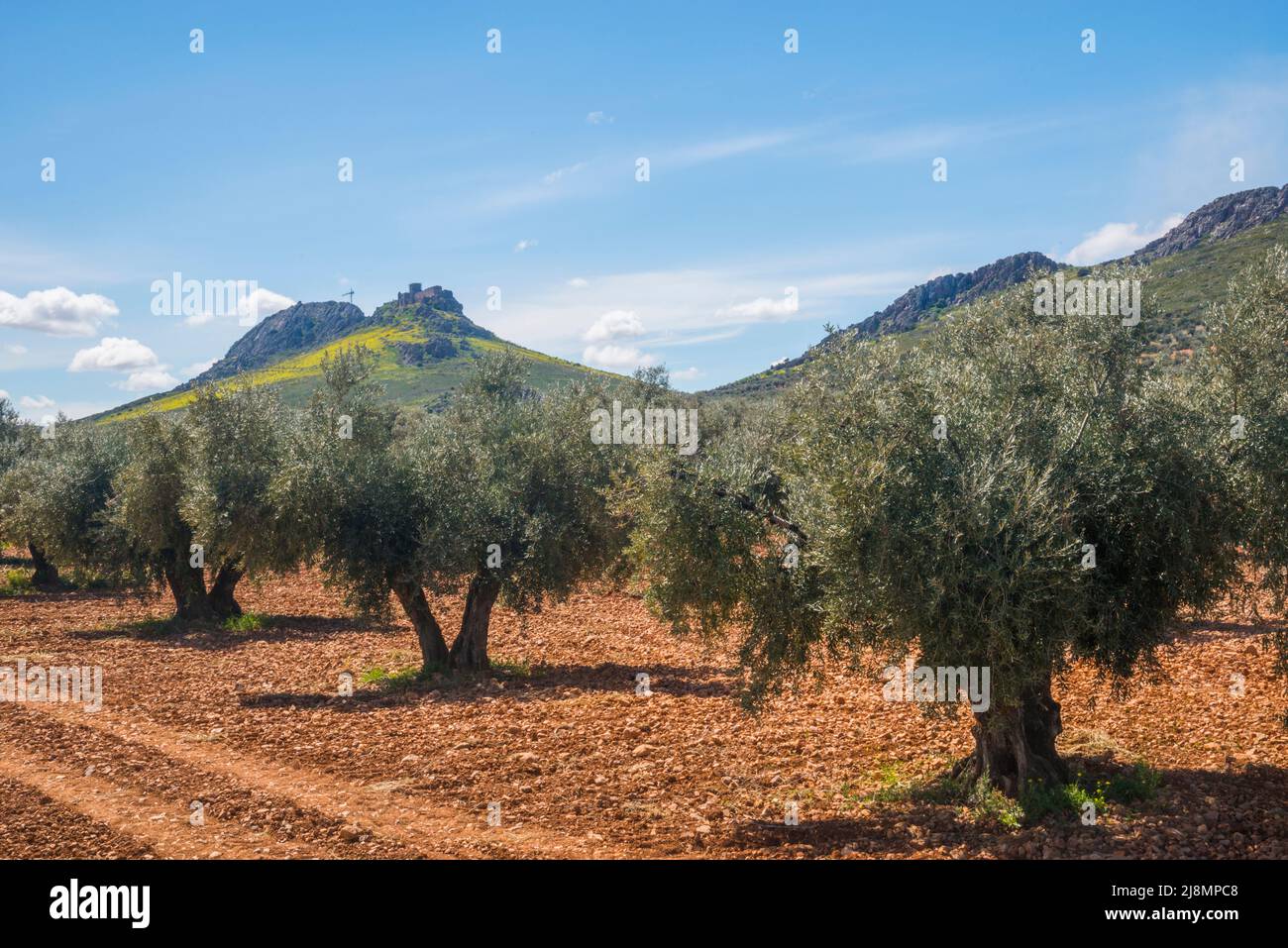 Mora tree hi-res stock photography and images - Alamy