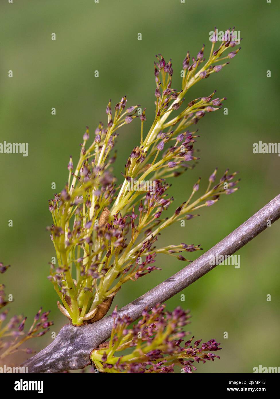 Female flowers of Fraxinus excelsior Stock Photo - Alamy