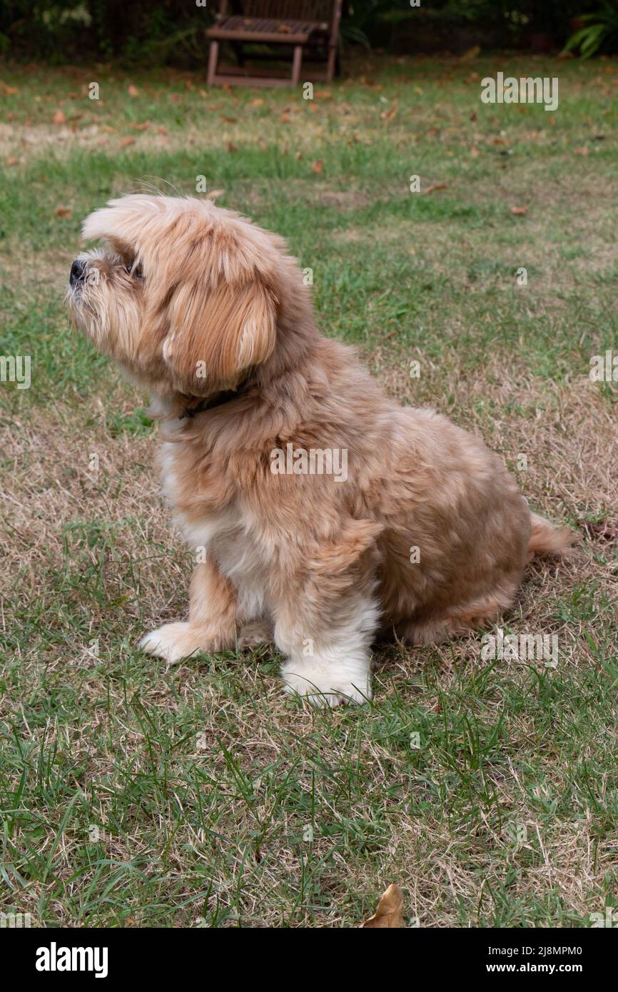 Red Lhasa Apso dog sitting in a garden Stock Photo - Alamy