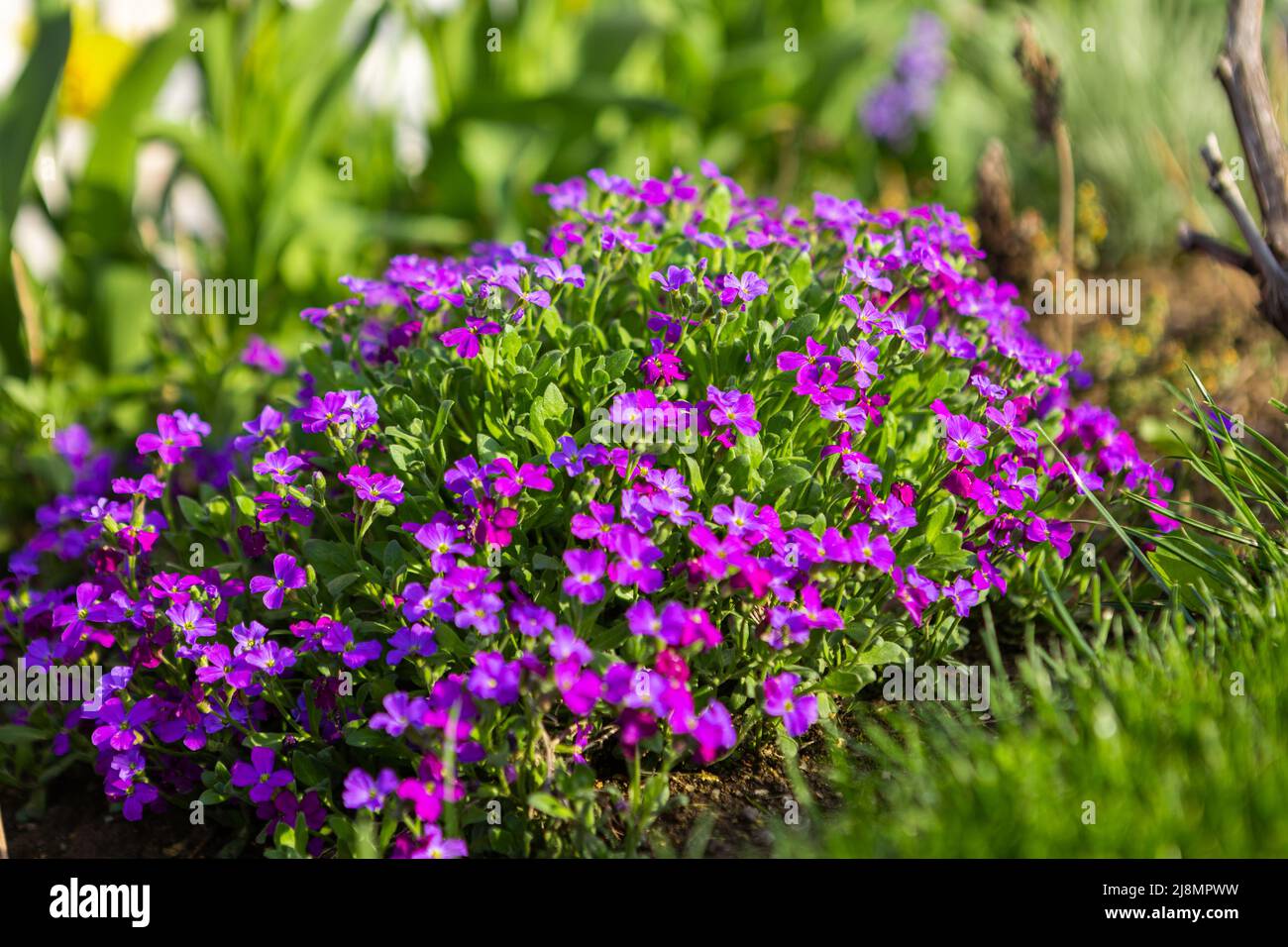beautiful purple phlox bush in the garden, garden landscaping Stock ...