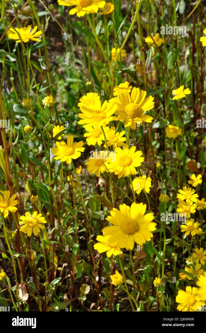 Coleostephus myconis in flower in Portugal Stock Photo - Alamy