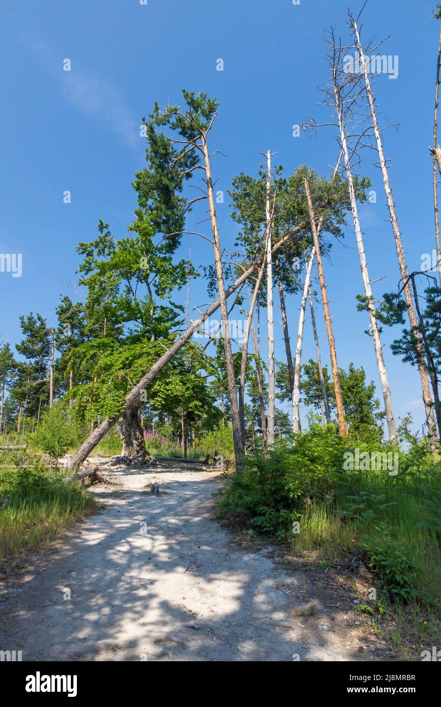 Ancient sanctuary Belintash dedicated to the god Sabazios at Rhodope ...