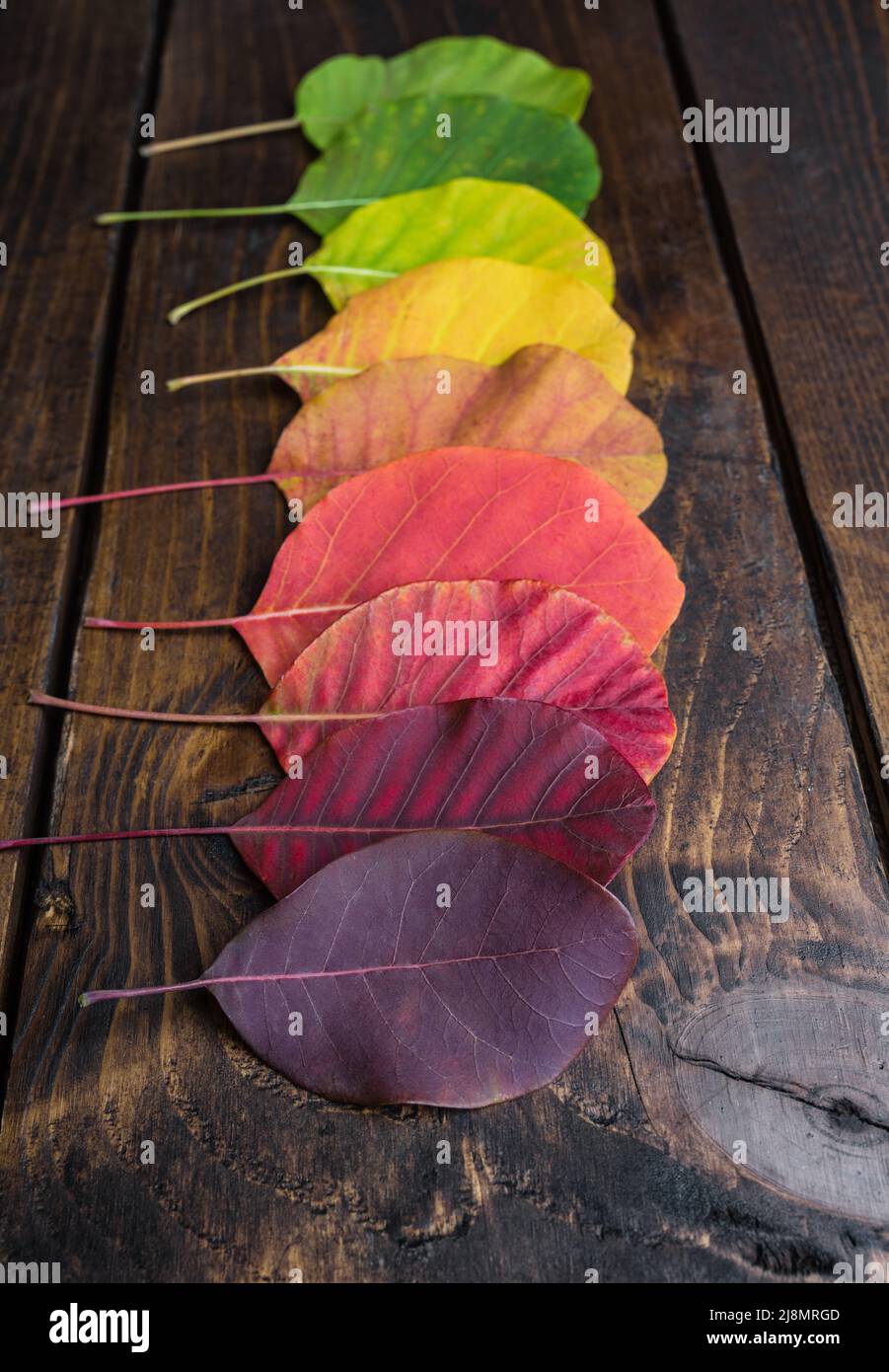 Selection of beautiful and colorful autunm leaves Stock Photo - Alamy