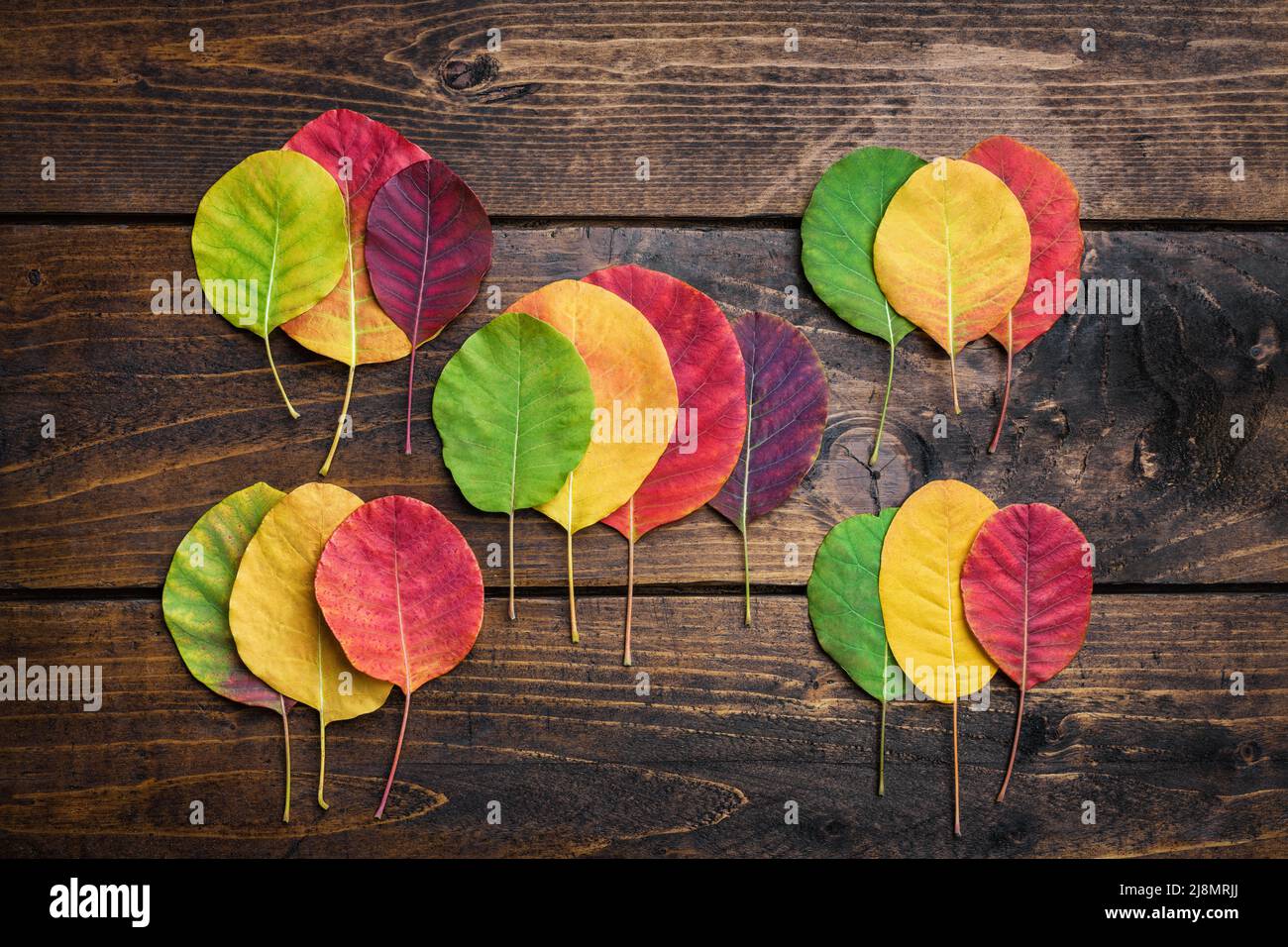 Selection of beautiful and colorful autunm leaves Stock Photo - Alamy
