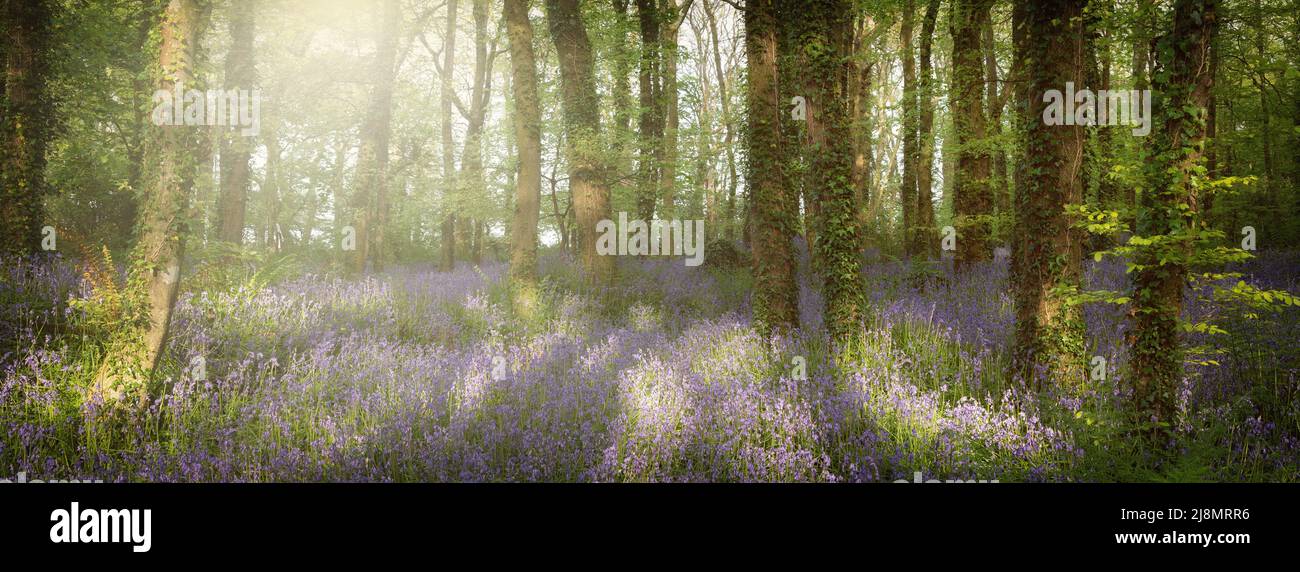English wildflowers forest footpath hi-res stock photography and images ...
