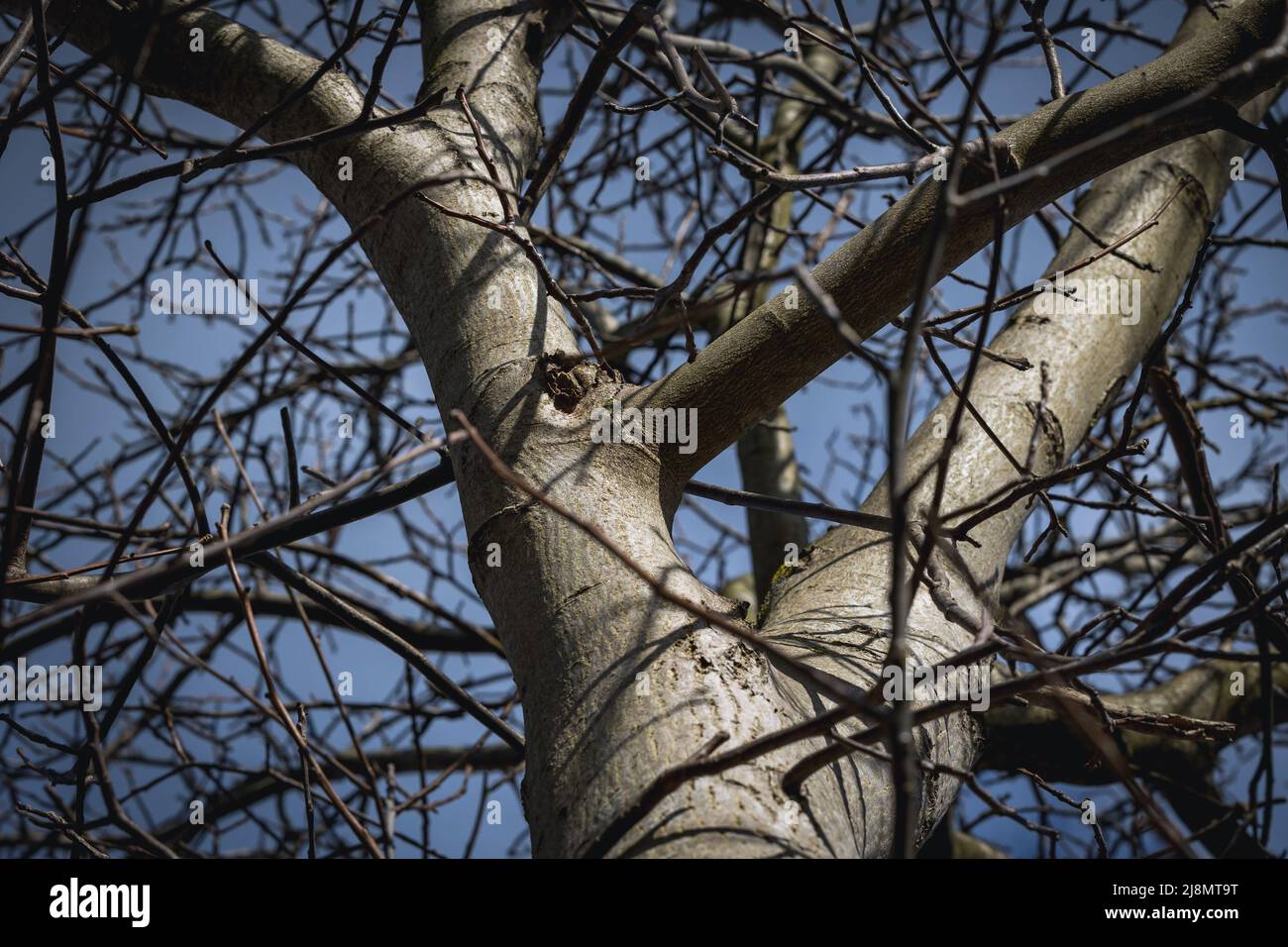 Common walnut - Juglans regia, details of trunk Stock Photo - Alamy
