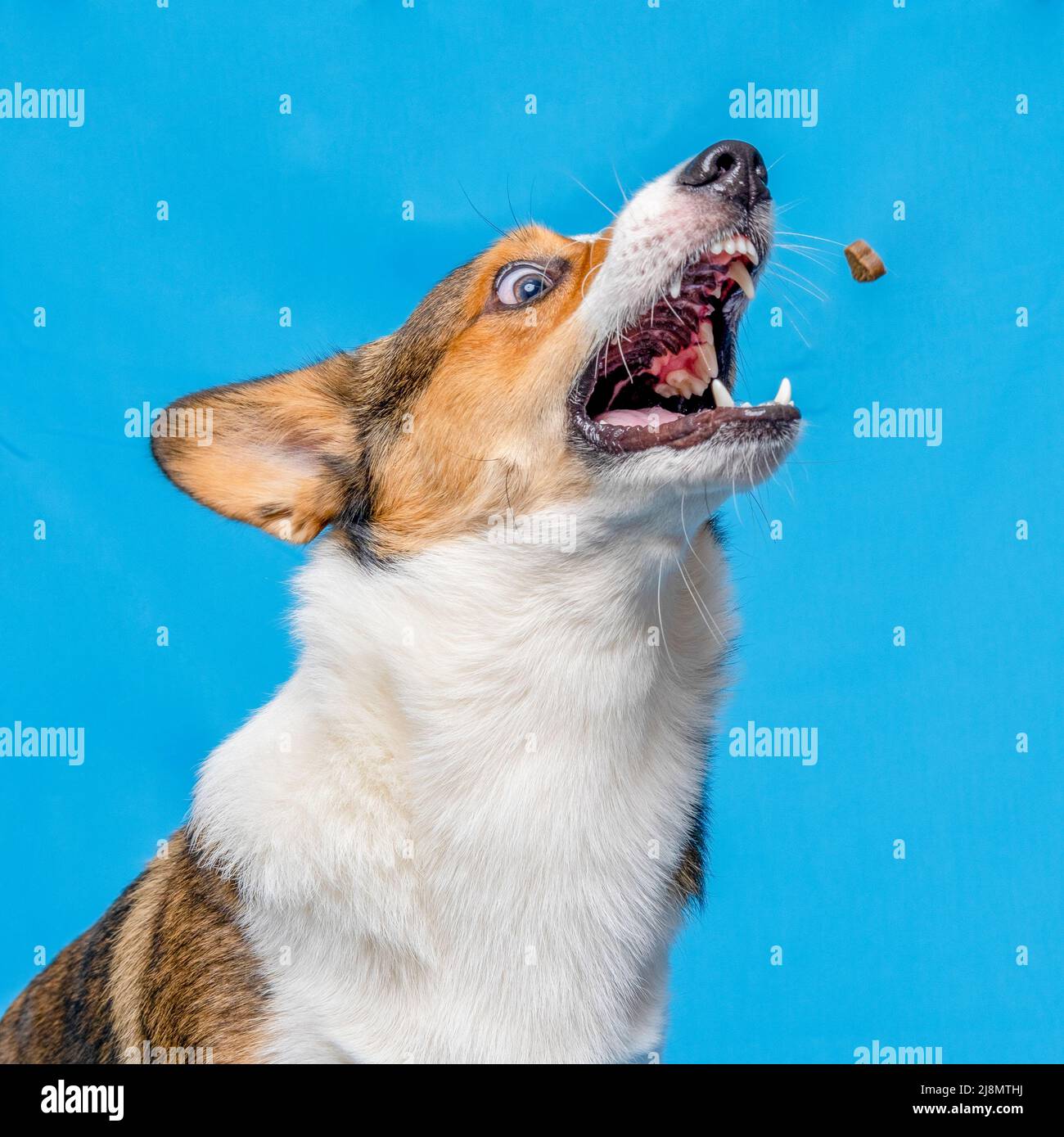 a male corgi pembroke welsh photoshoot pet photography studio isolated ...