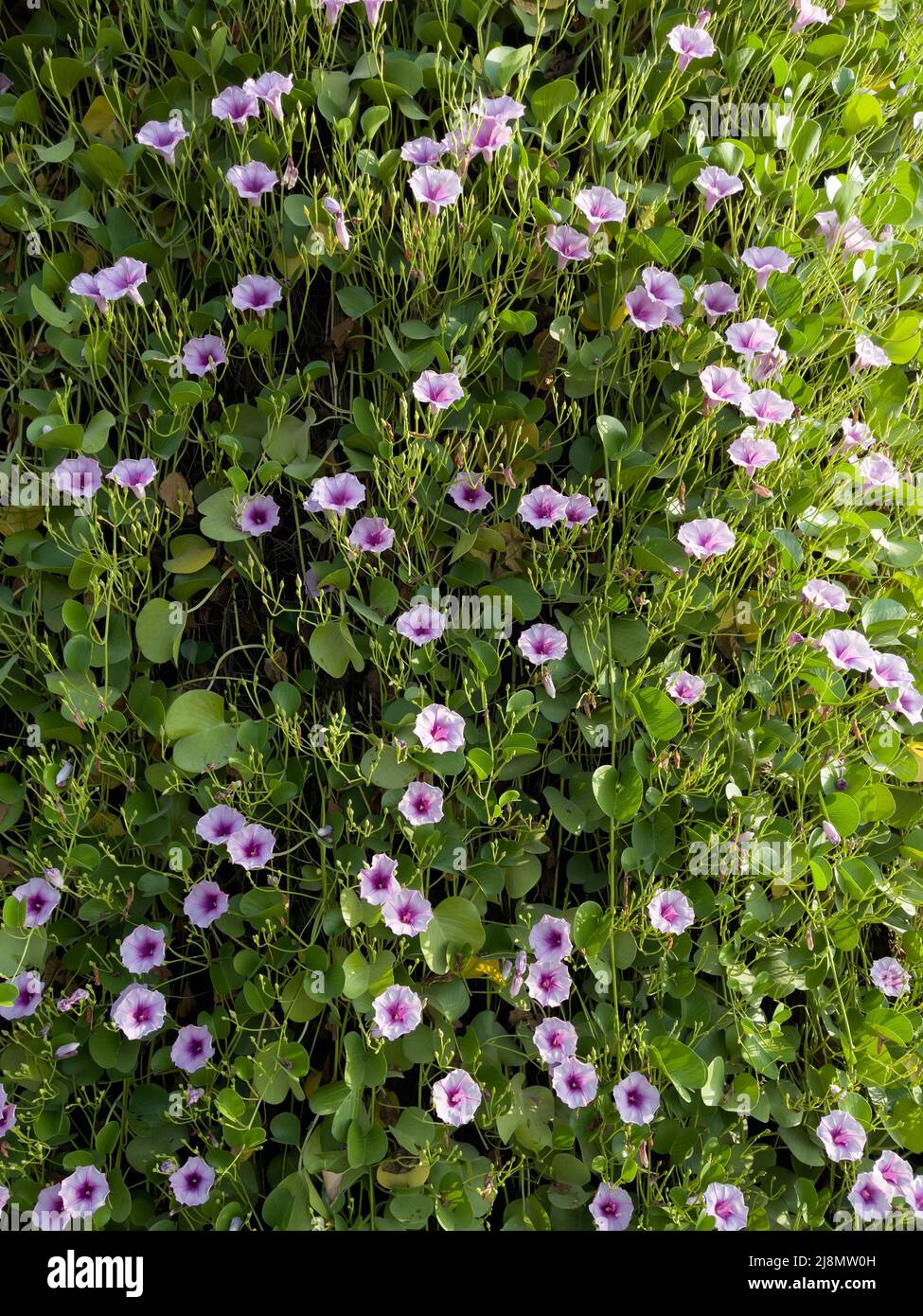 Beautiful Morning glory (Ipomoea cairica) flowers on full bloom on a ...