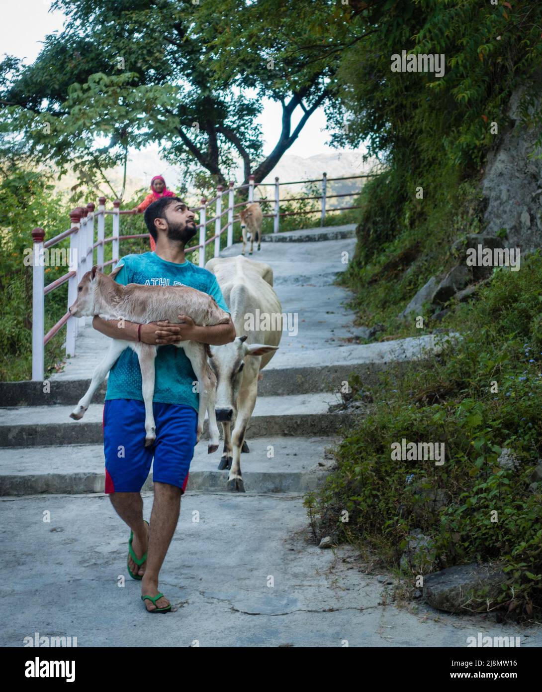 6th october 2020. Uttarakhand, India. A man carrying a newborn cow calf ...