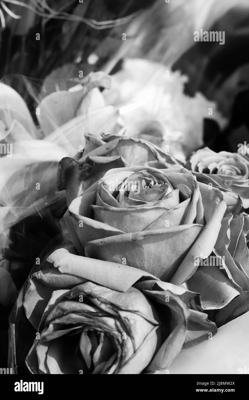 Lush roses Black and White Stock Photos & Images - Alamy