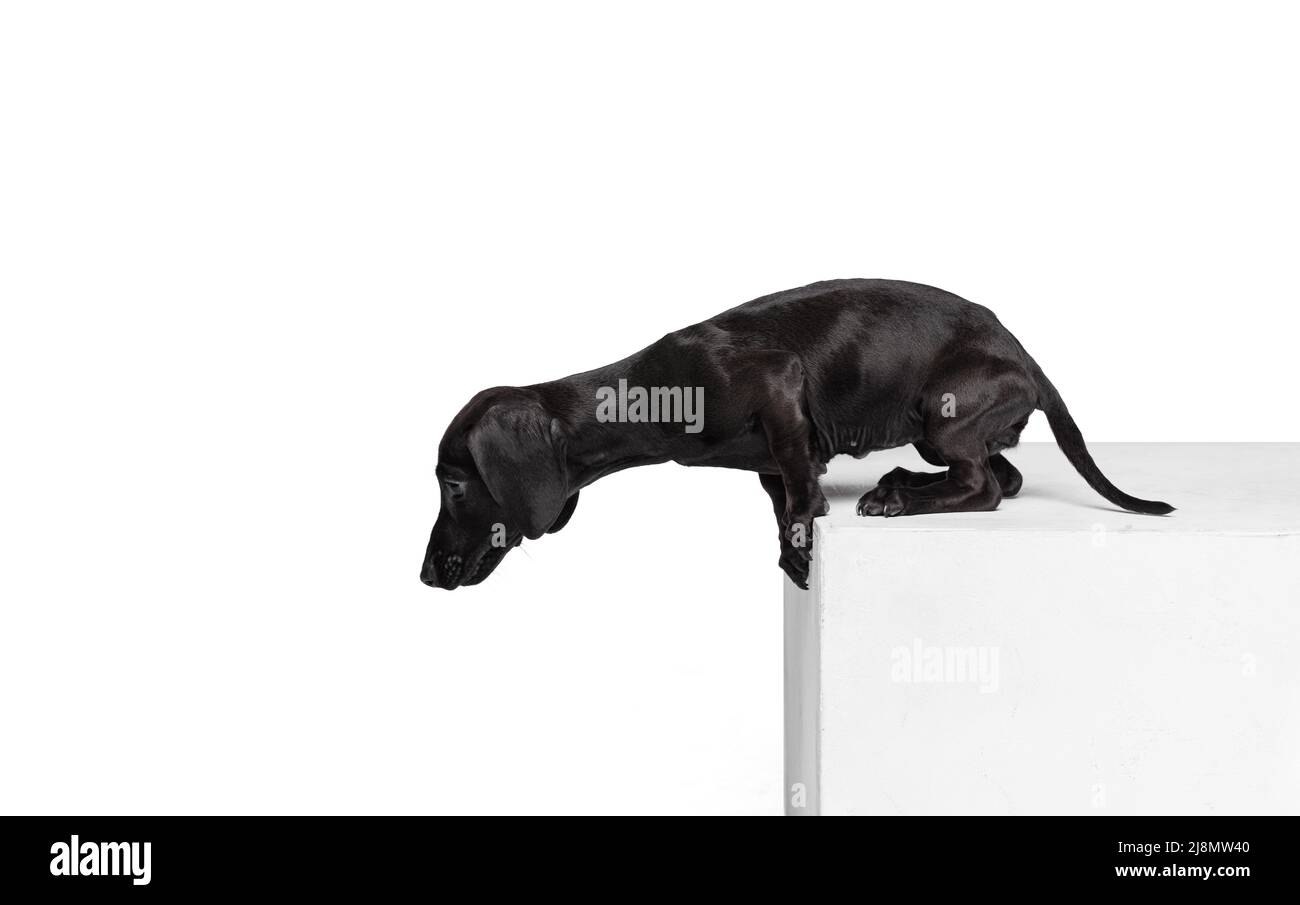 Ready to jump. Beautiful puppy of dachshund dog sitting on box isolated ...