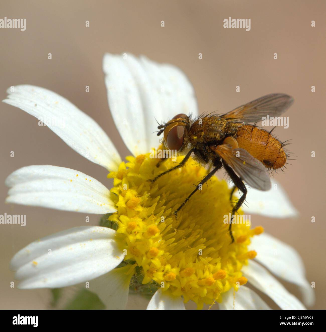 Insect photo in high resolution hi-res stock photography and images - Alamy