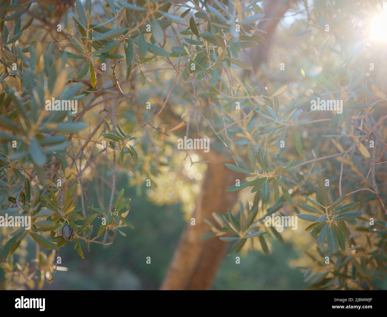 walk in olive grove, Harvest ready to produce extra virgin olive oil ...