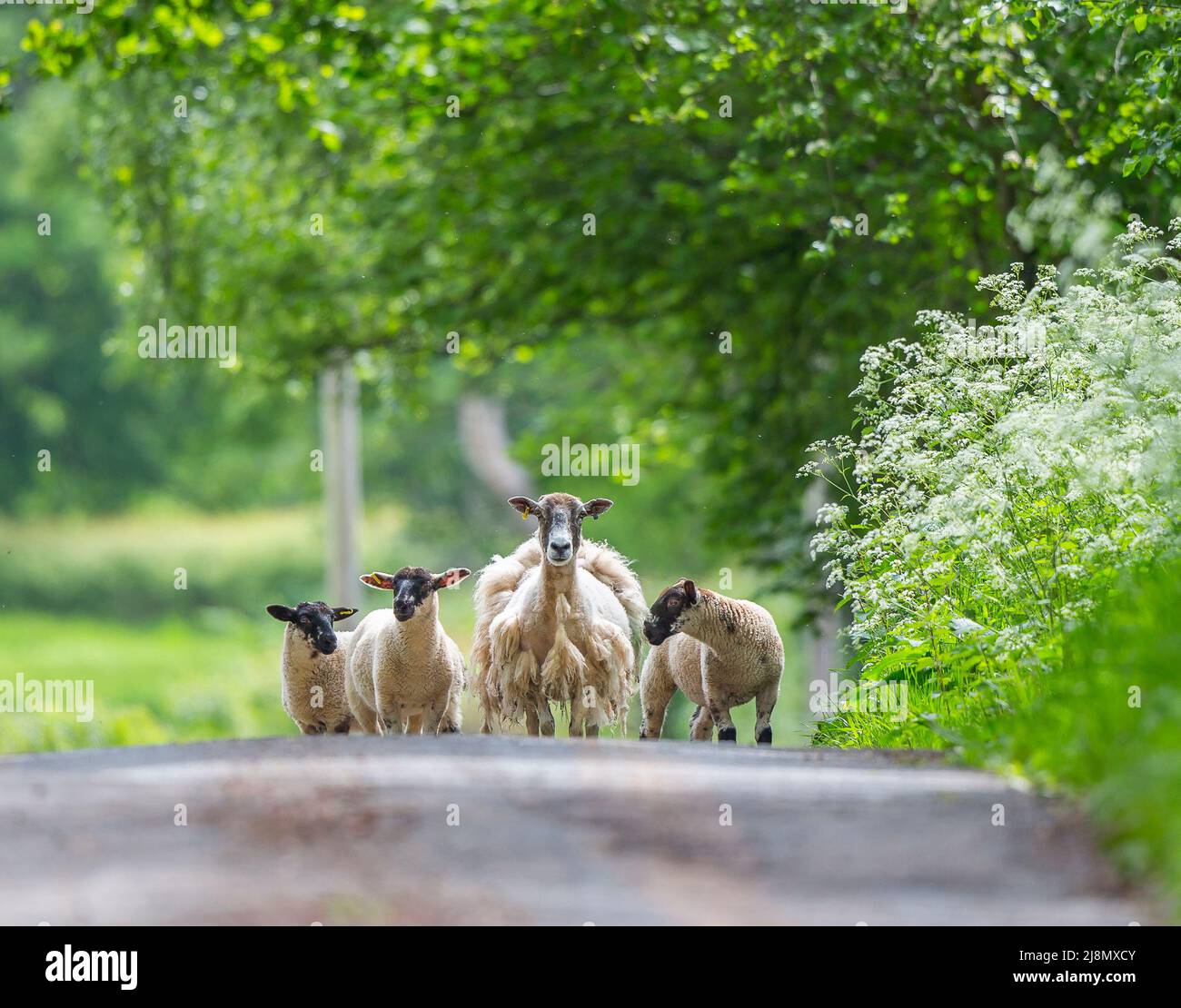Family running down lane in hi-res stock photography and images - Alamy