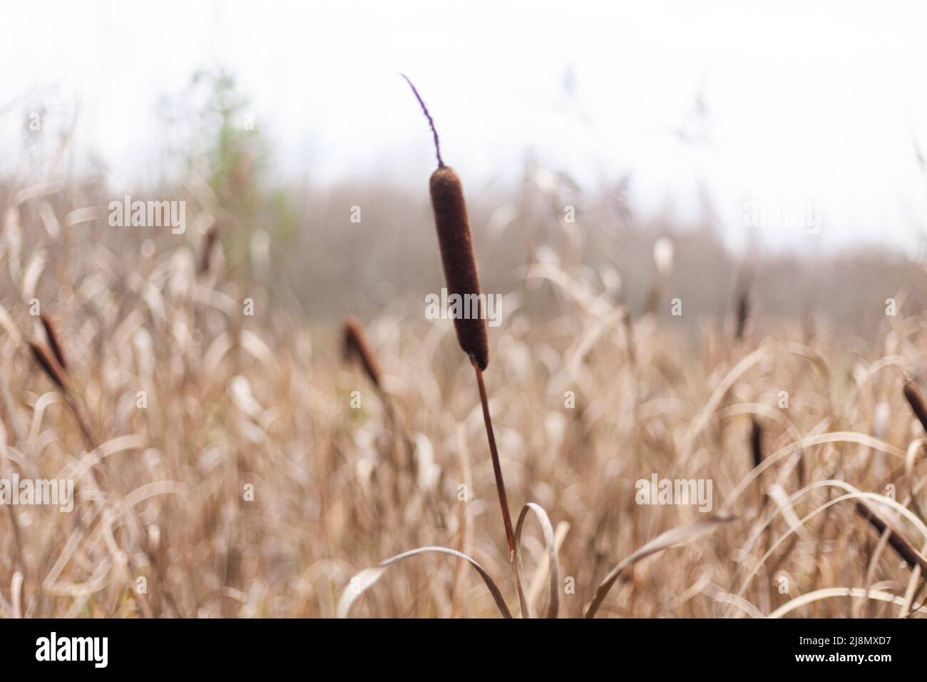 Plants That Grow In Marshy Areas at Candice Cogar blog