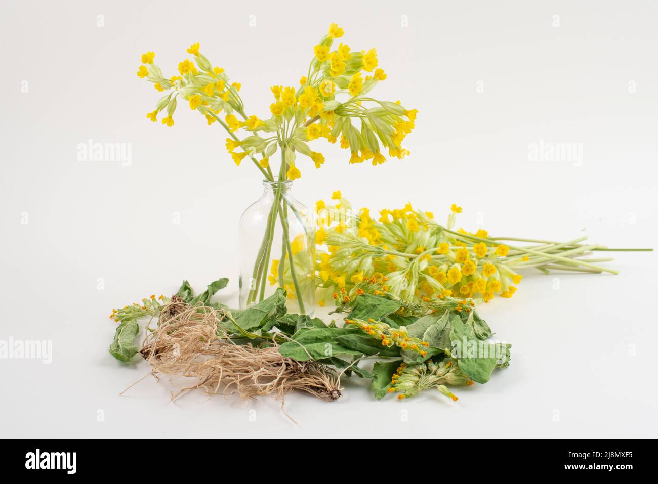 Fresh cowslip, Primula veris, flowers and dried root, leaf, flower of ...