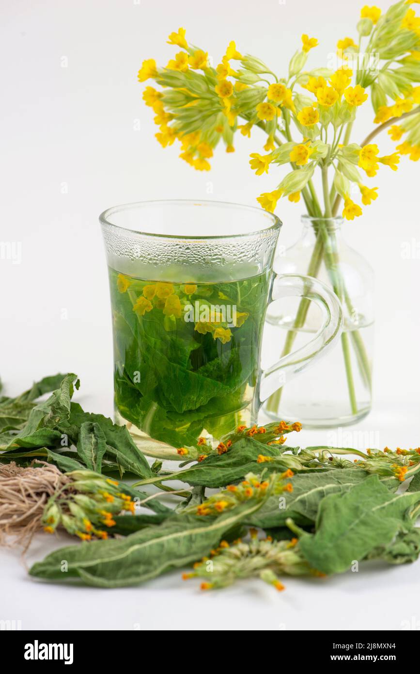 Cowslip primula tea fresh hi-res stock photography and images - Alamy