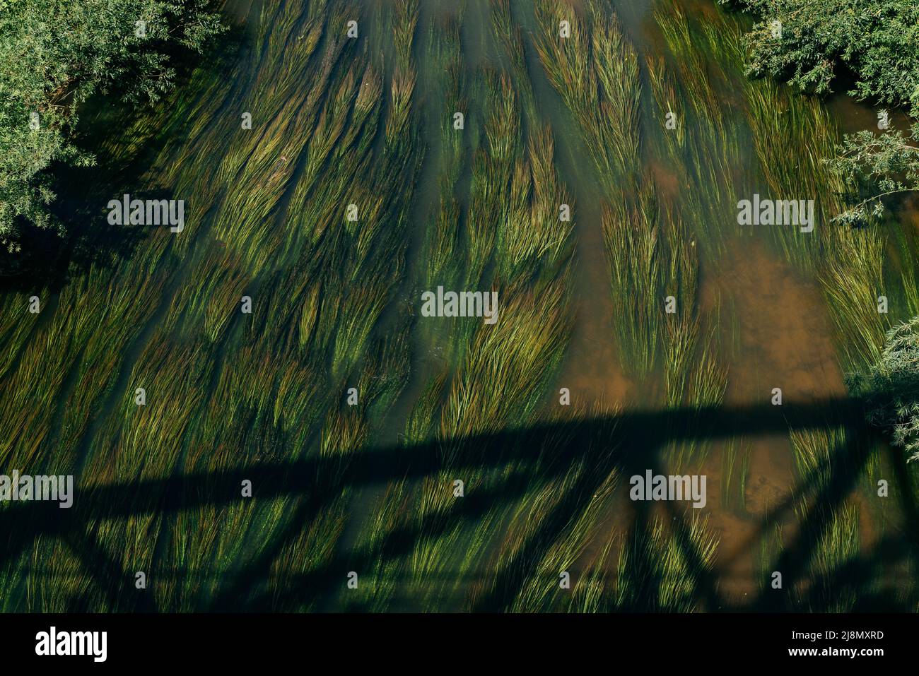 Algae texture hi-res stock photography and images - Alamy
