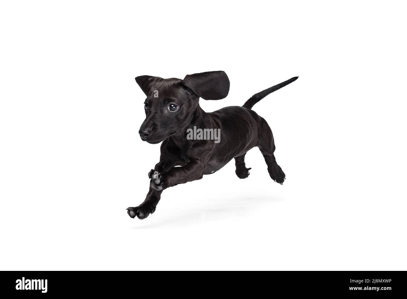 Beautiful puppy of dachshund dog jumping, running isolated on white ...