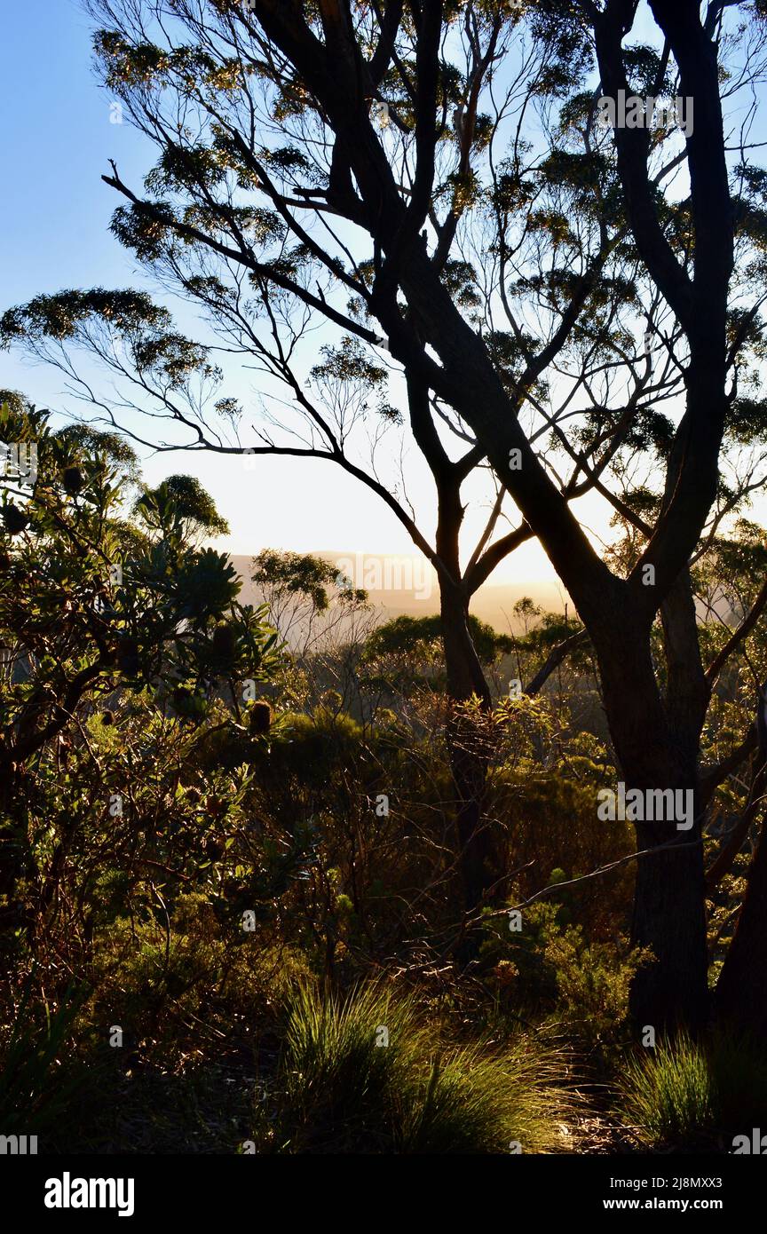 Sunset in bushland at Katoomba in the Blue Mountains of Australia Stock ...