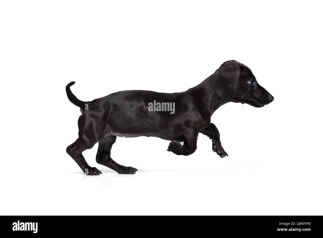 Beautiful puppy of dachshund dog jumping, running isolated on white ...