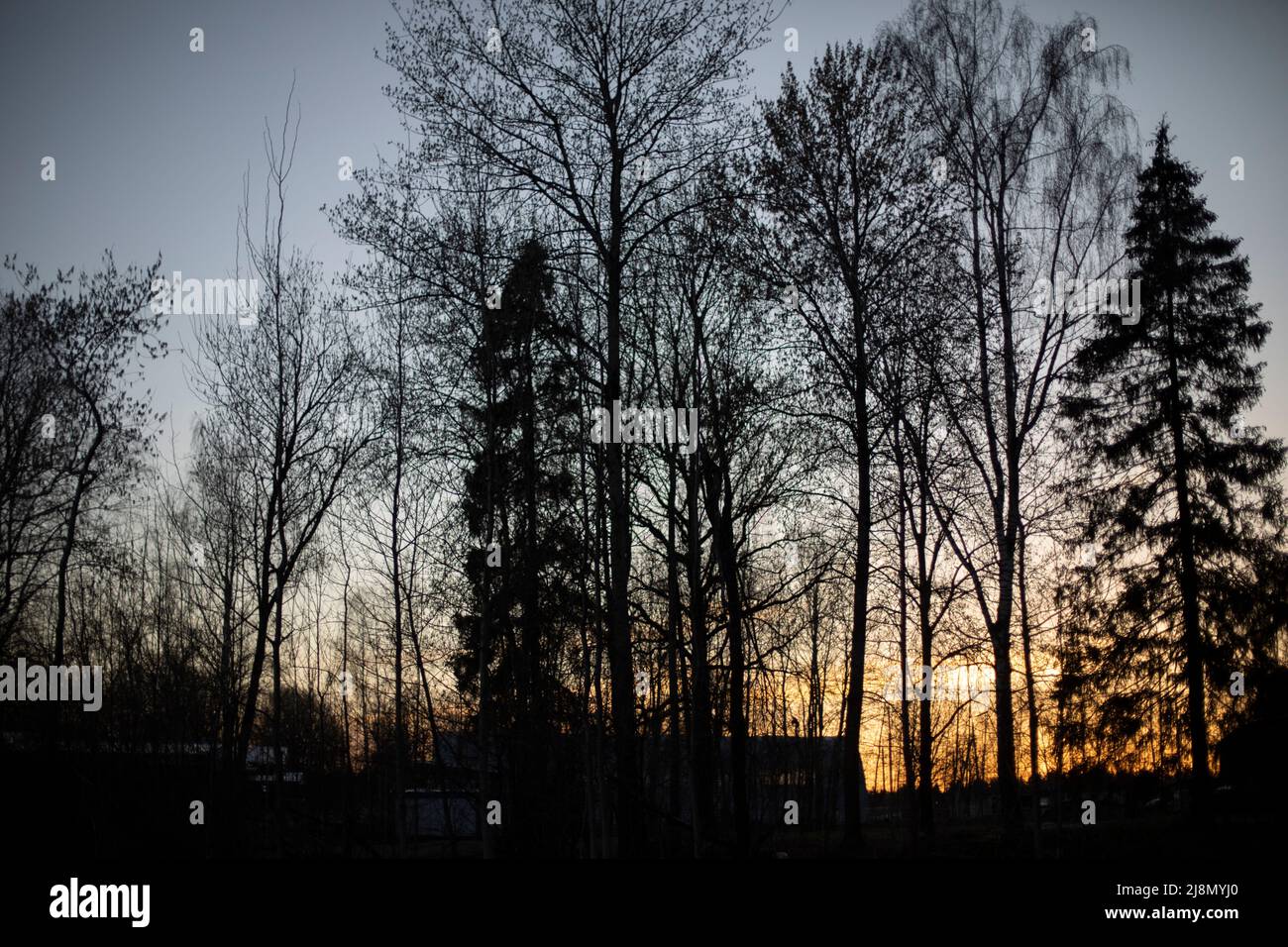 Silhouettes of trees in evening. Evening landscape outside city Stock ...