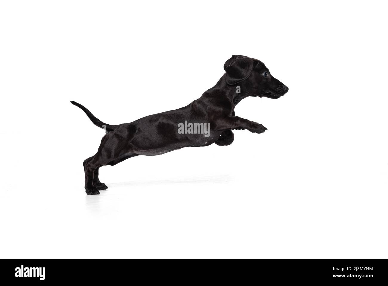 Beautiful puppy of dachshund dog jumping, running isolated on white ...