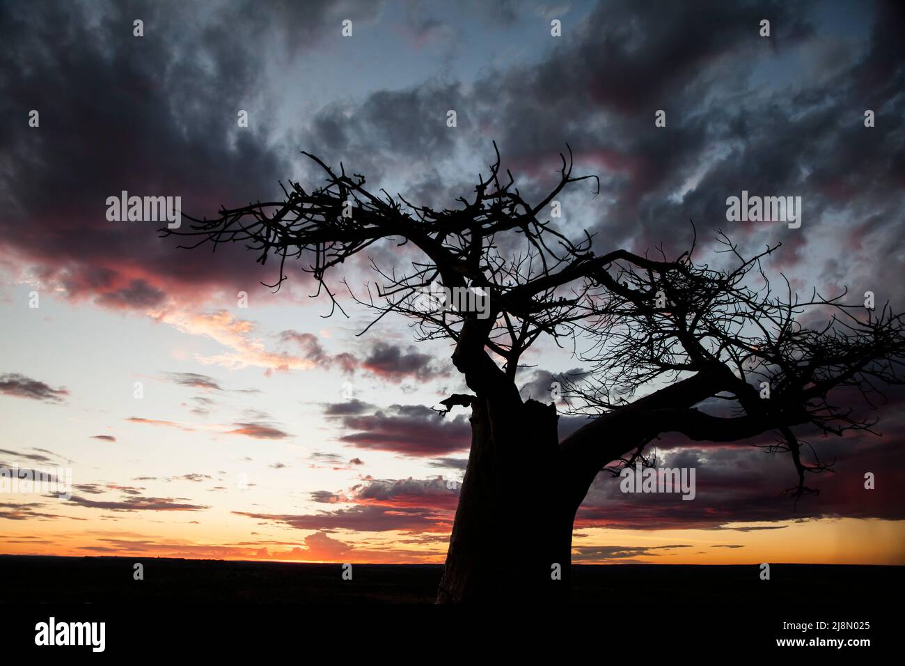 Baobab 'upside down' tree at sunset in Mashatu Game Reserve, Botswana ...